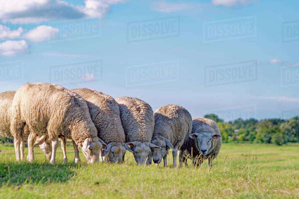 Five sheep standing in a row grazing in a field, East Frisia, Lower ...