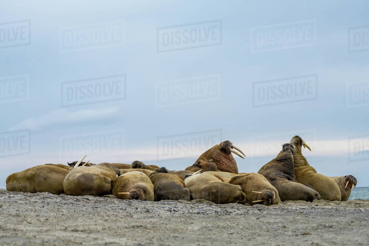 Huddle of walruses on a beach, Smeerenburg, Svalbard, Kingdom of Norway ...
