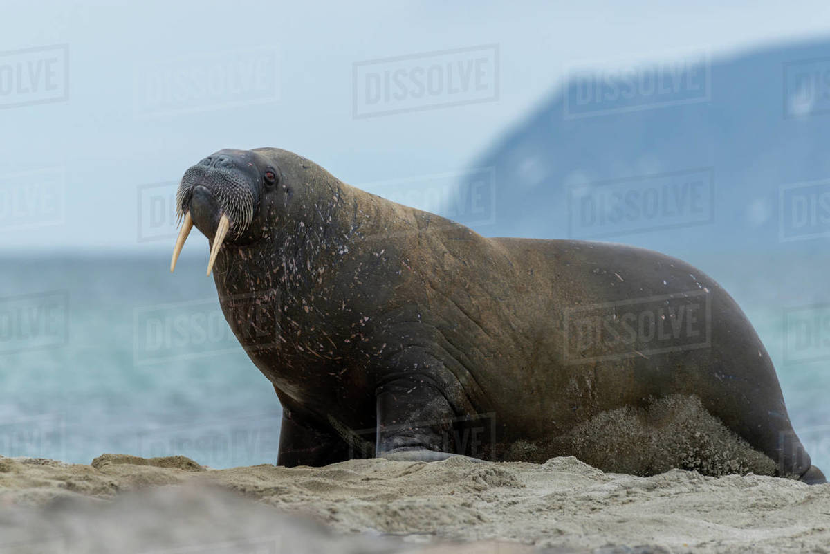 Close-Up of a walrus on beach at water's edge, Smeerenburg, Svalbard ...