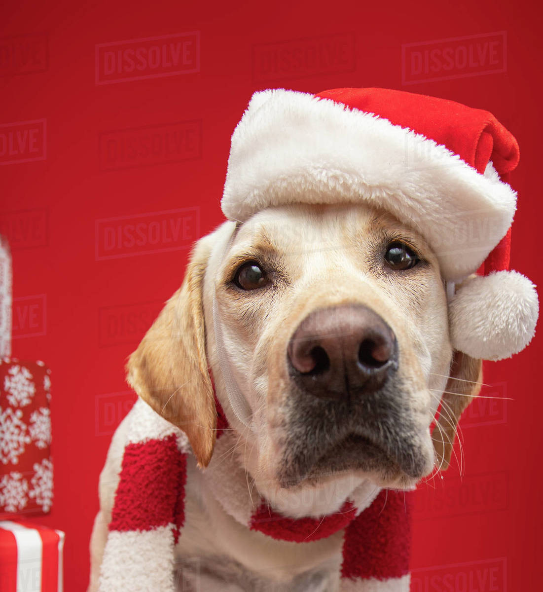 Portrait of a yellow labrador retriever dressed in a santa hat ...