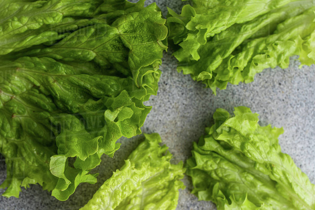 Overhead view of four romaine lettuce leaves on a table - Royalty-free ...