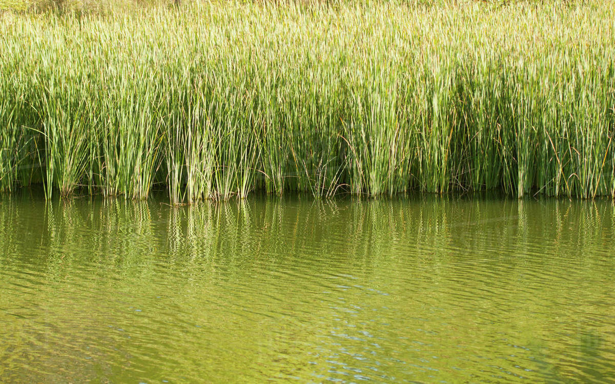 Close-up of tall Reeds growing at the edge of a river, Spain - Royalty ...