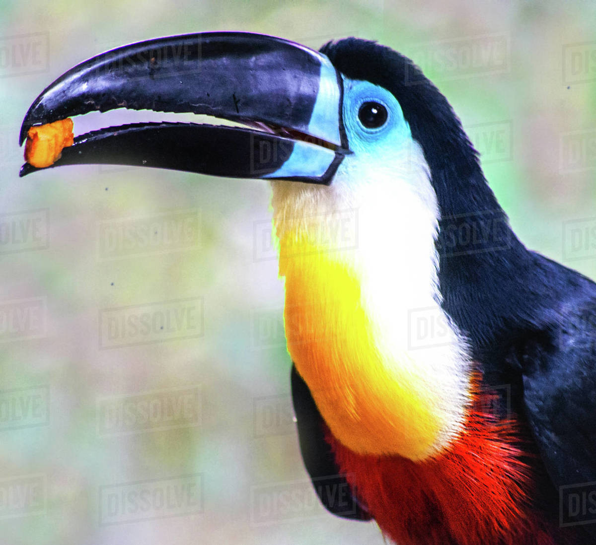 Close-up portrait of a toucan with food in in its beak, South Africa ...