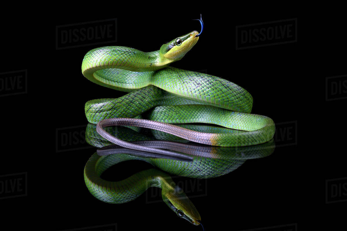 Close-up of a red-tailed racer snake on a black background - Stock ...
