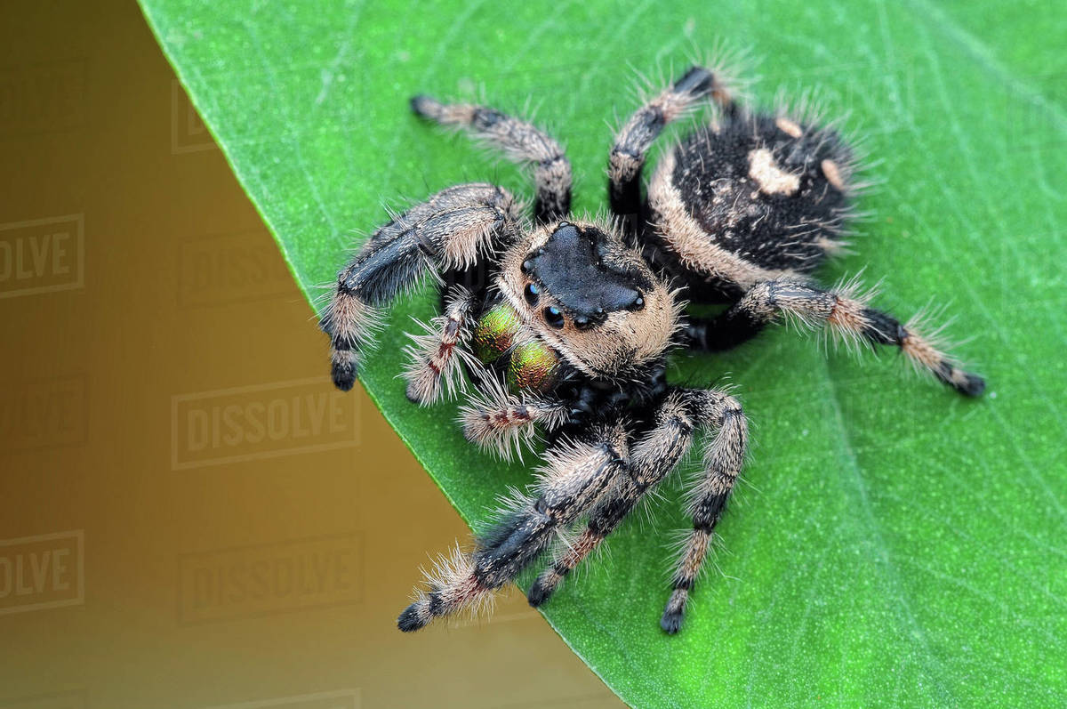 Overhead view of a Jumping Spider (Phidippus regius) on a leaf ...