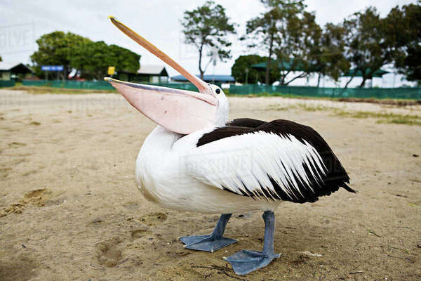 Side view of a pelican, Gold Coast, Australia - Royalty-free Stock ...