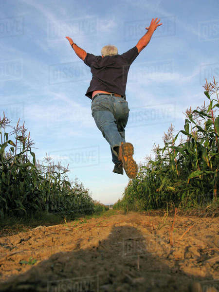 Rear view of a man running and jumping between corn fields, British ...