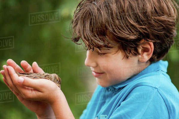 Boy (8-9) holding in his hands wounded bird - Royalty-free Stock Photo ...