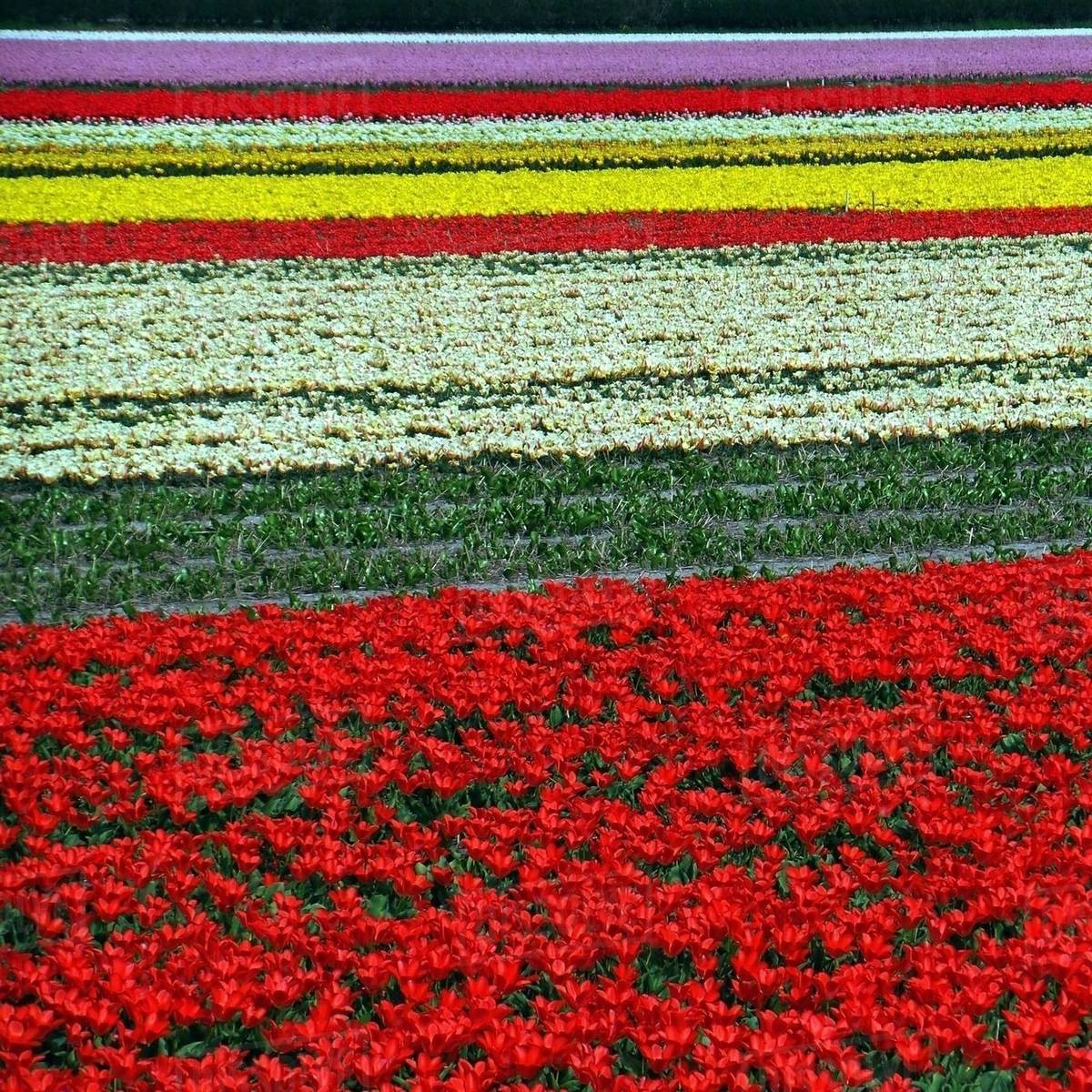 Netherlands, Multi colored field with tulips - Royalty-free Stock Photo ...