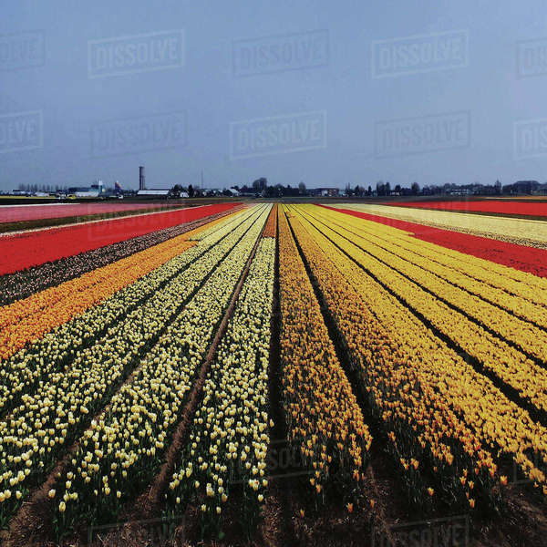 Netherlands, Multi colored field with tulips - Royalty-free Stock Photo ...