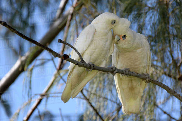 Pair of Corella birds (Cacatua sanguinea), Australia - Royalty-free ...