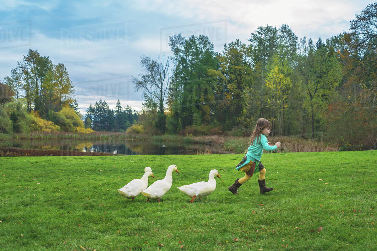 Girl being chased by three ducks - Royalty-free Stock Photo | Dissolve