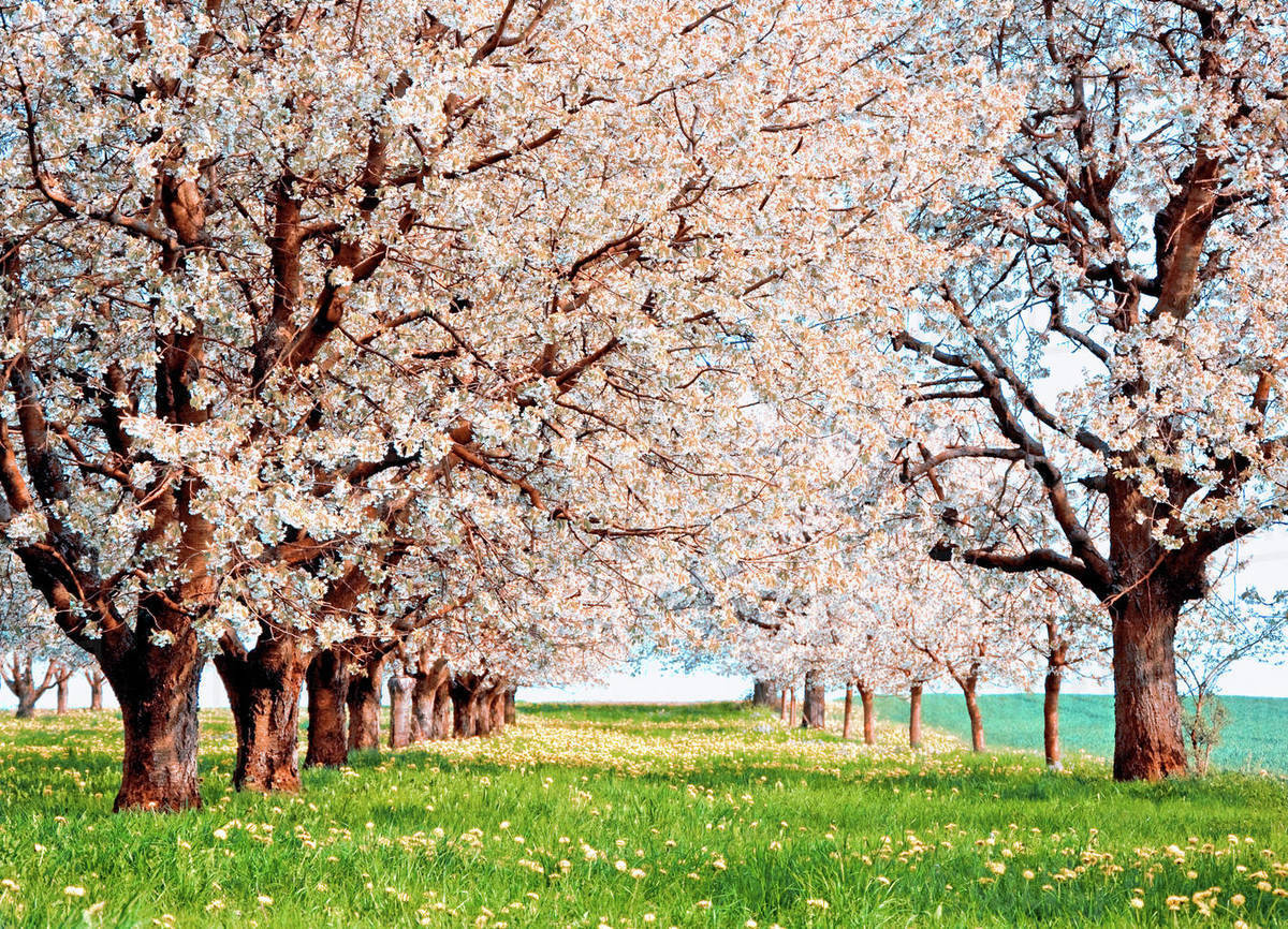Orchard of Cherry blossom trees in bloom, Aargau, Switzerland - Royalty ...