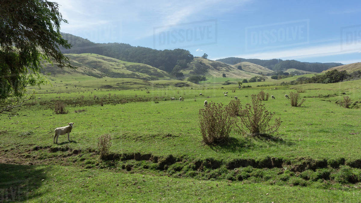 Sheep in field, Hordern Vale, Victoria, Australia - Royalty-free Stock ...