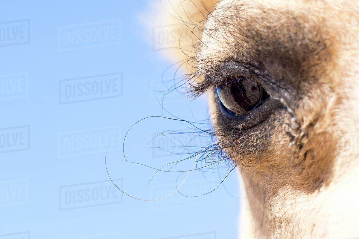 Close-up of a camel's eye, Australia - Royalty-free Stock Photo | Dissolve