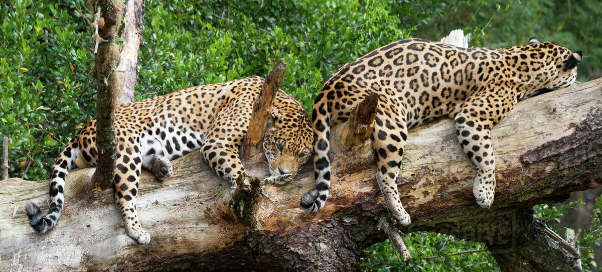 Two jaguars lying on tree trunk, Bitou, Western Cape, South Africa ...
