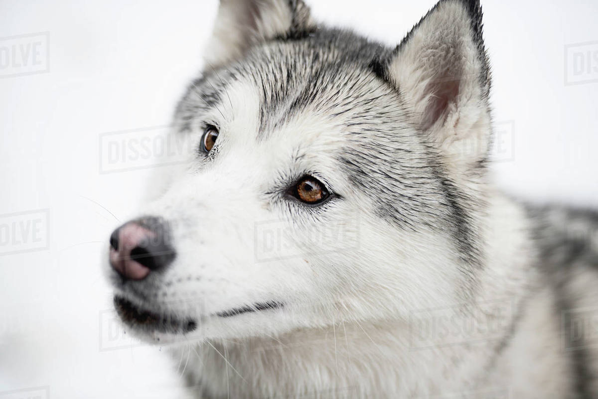Portrait of a husky dog - Royalty-free Stock Photo | Dissolve