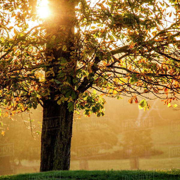 Tree in the early morning - Stock Photo - Dissolve