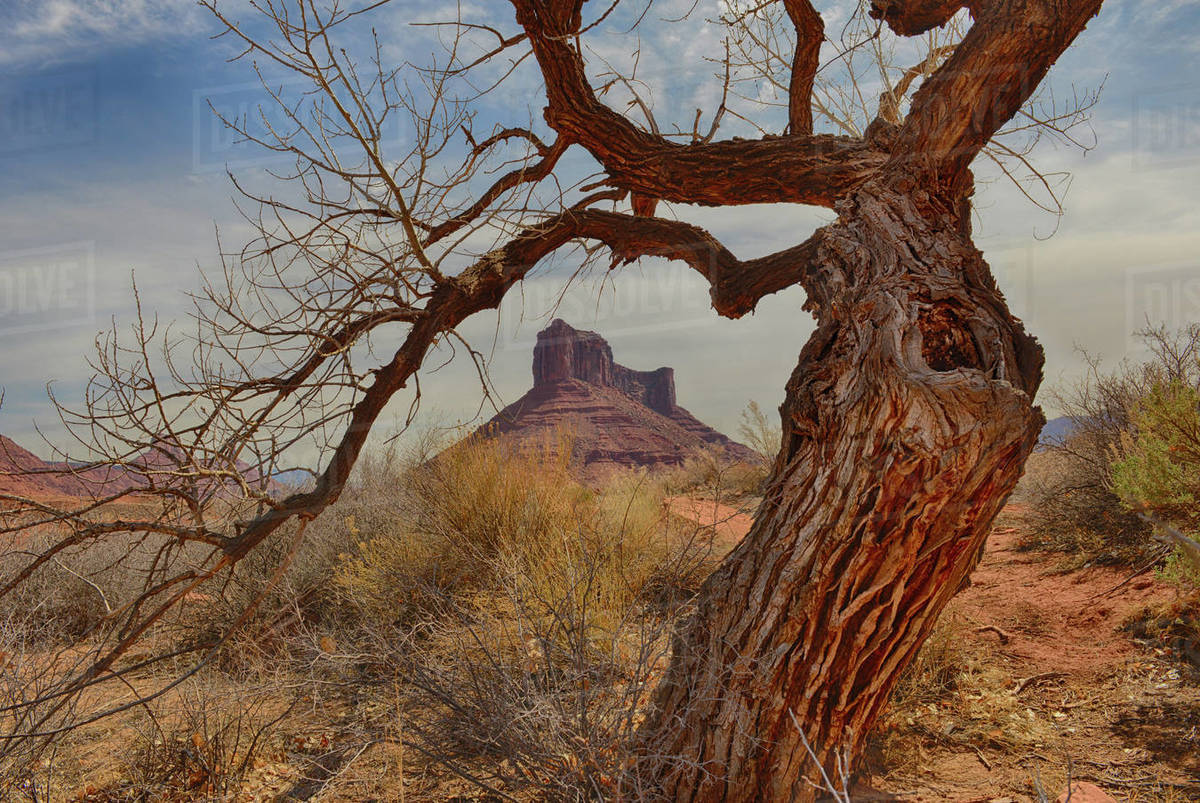 USA, Utah, Moab, Gnarly, Castle Mountain, Tree in Professor Valley ...