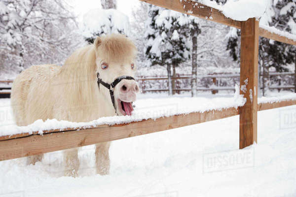 Pony standing in a snow - Stock Photo - Dissolve