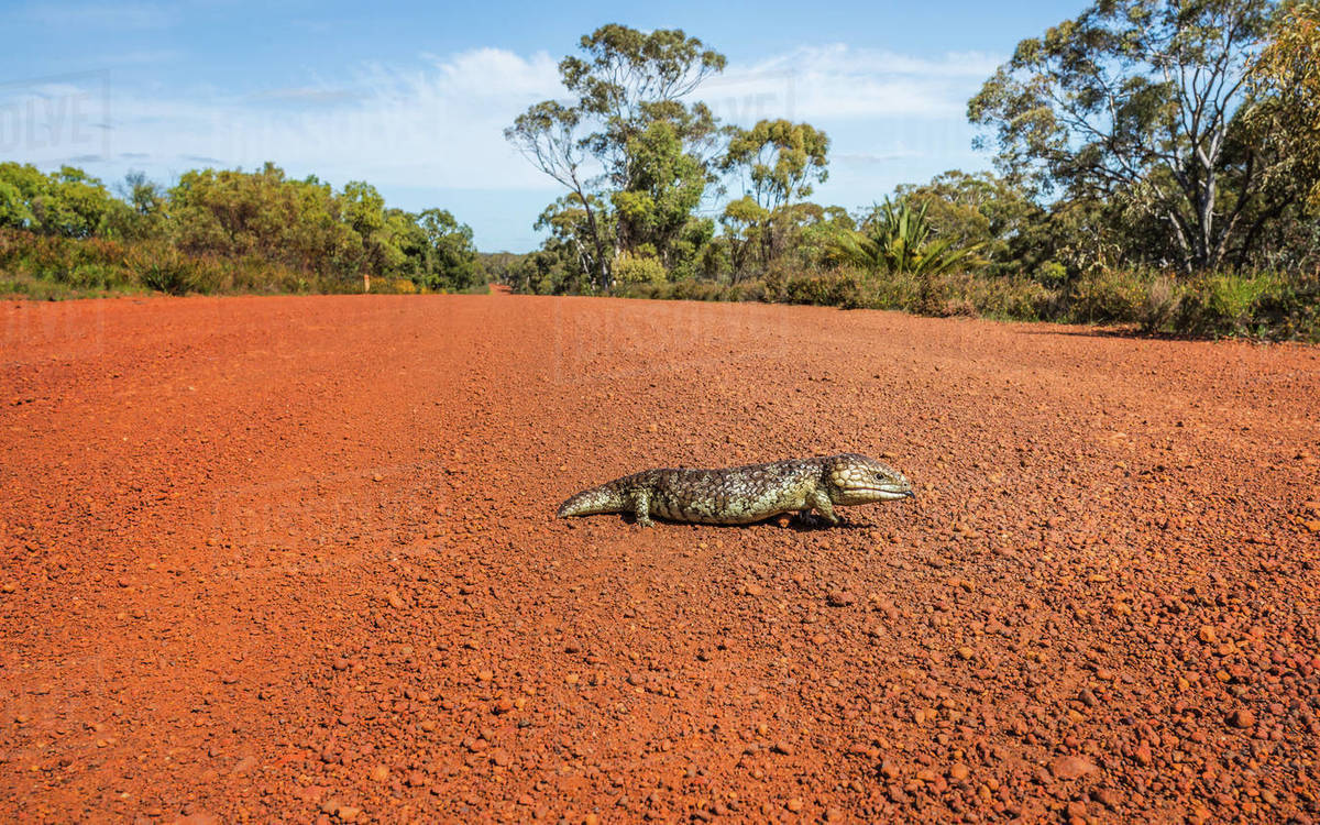 Lizard walking across road - Stock Photo - Dissolve