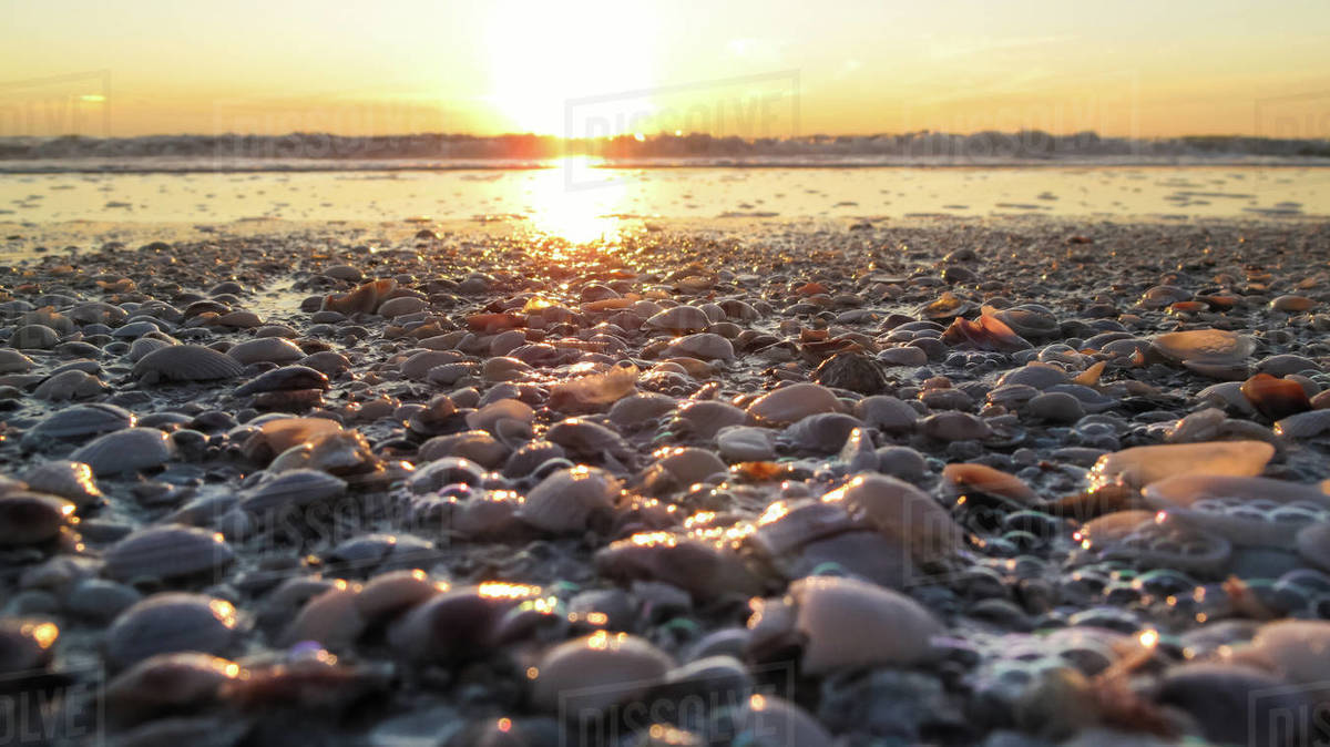 Close-up of shells on beach at sunset, Florida, America, USA - Royalty ...