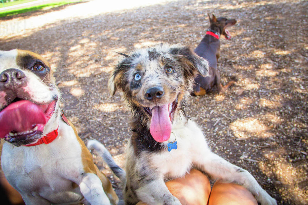 Three happy dogs - Royalty-free Stock Photo | Dissolve