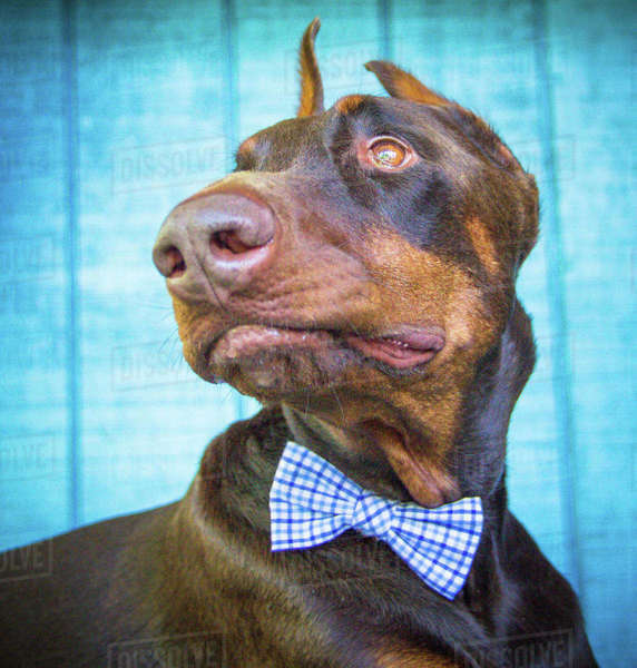 Red Warlock Doberman Pinscher wearing a bowtie - Royalty-free Stock ...
