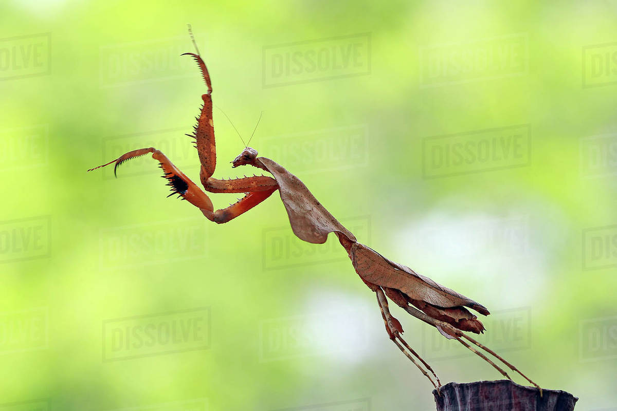 Mantis insect, Indonesia - Royalty-free Stock Photo | Dissolve