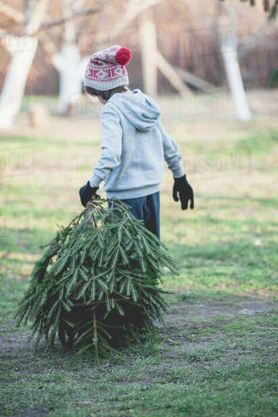 Boy dragging Christmas tree rear view - Royalty-free Stock Photo | Dissolve