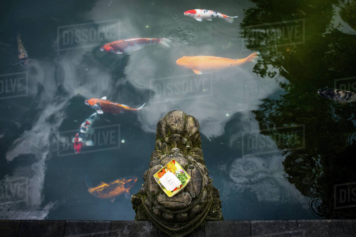 Koi fish swimming in pond, Tampak siring temple, Bali, Indonesia ...