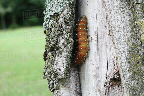 Caterpillar on a tree trunk - Royalty-free Stock Photo | Dissolve