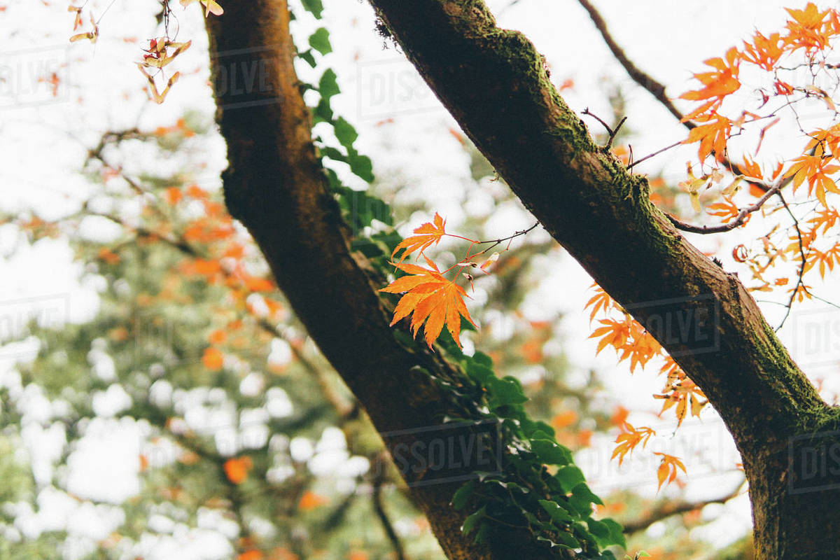 Close up of autumn leaves on japanese maple tree - Royalty-free Stock ...