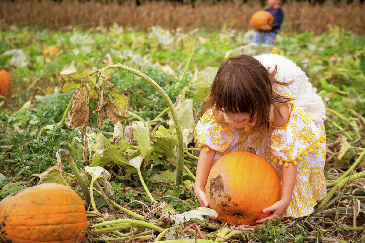 Boy and girl choosing pumpkins in a field - Stock Photo - Dissolve