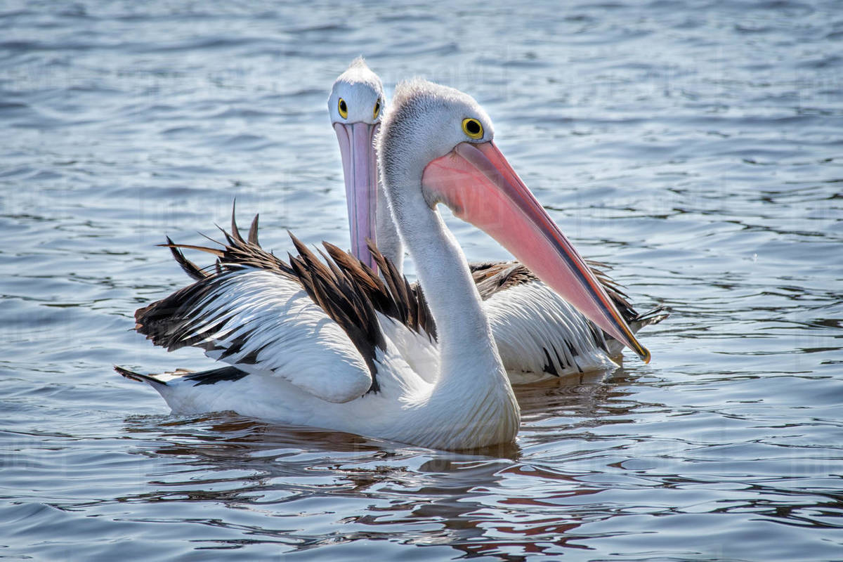 Two pelicans (Pelecanus conspicillatus), Australia - Royalty-free Stock ...