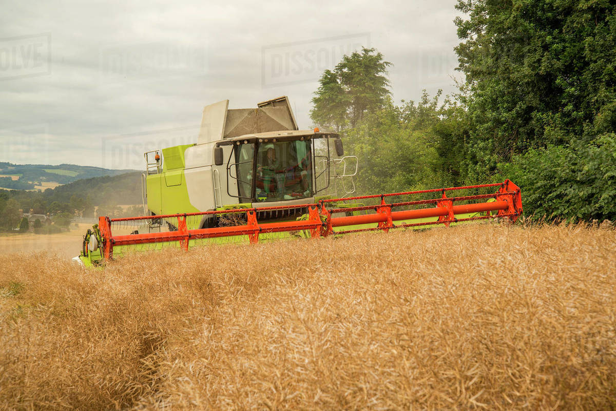 Combine harvester Harvesting Rapeseed, Errol, Perth and Kinross ...