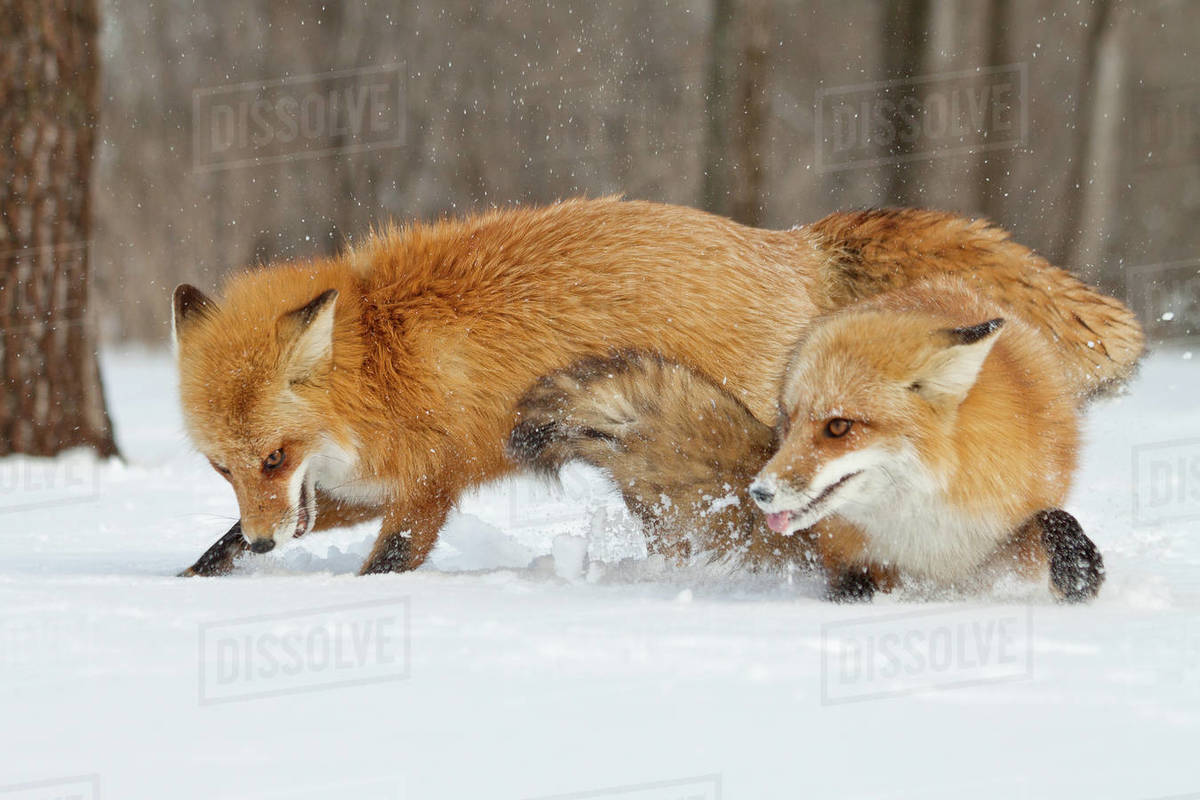 Two foxes fighting in the snow, Montreal, Canada - Royalty-free Stock ...