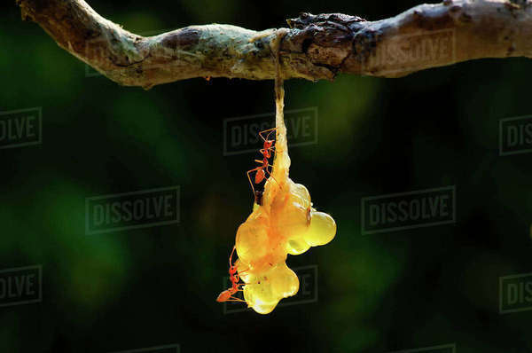 Two ants on a branch, Bukit Mertajam, Penang, Malaysia - Stock Photo ...