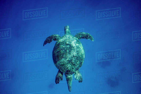 Overhead view of a turtle swimming in ocean, Lady Elliot Island ...