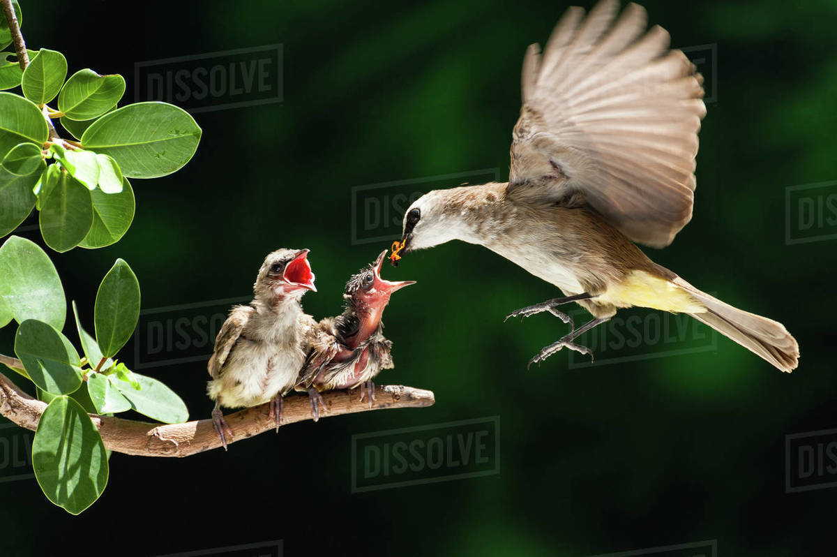 Yellow-vented bulbul bird feeding chicks, Parit Buntar, Perak, Malaysia ...