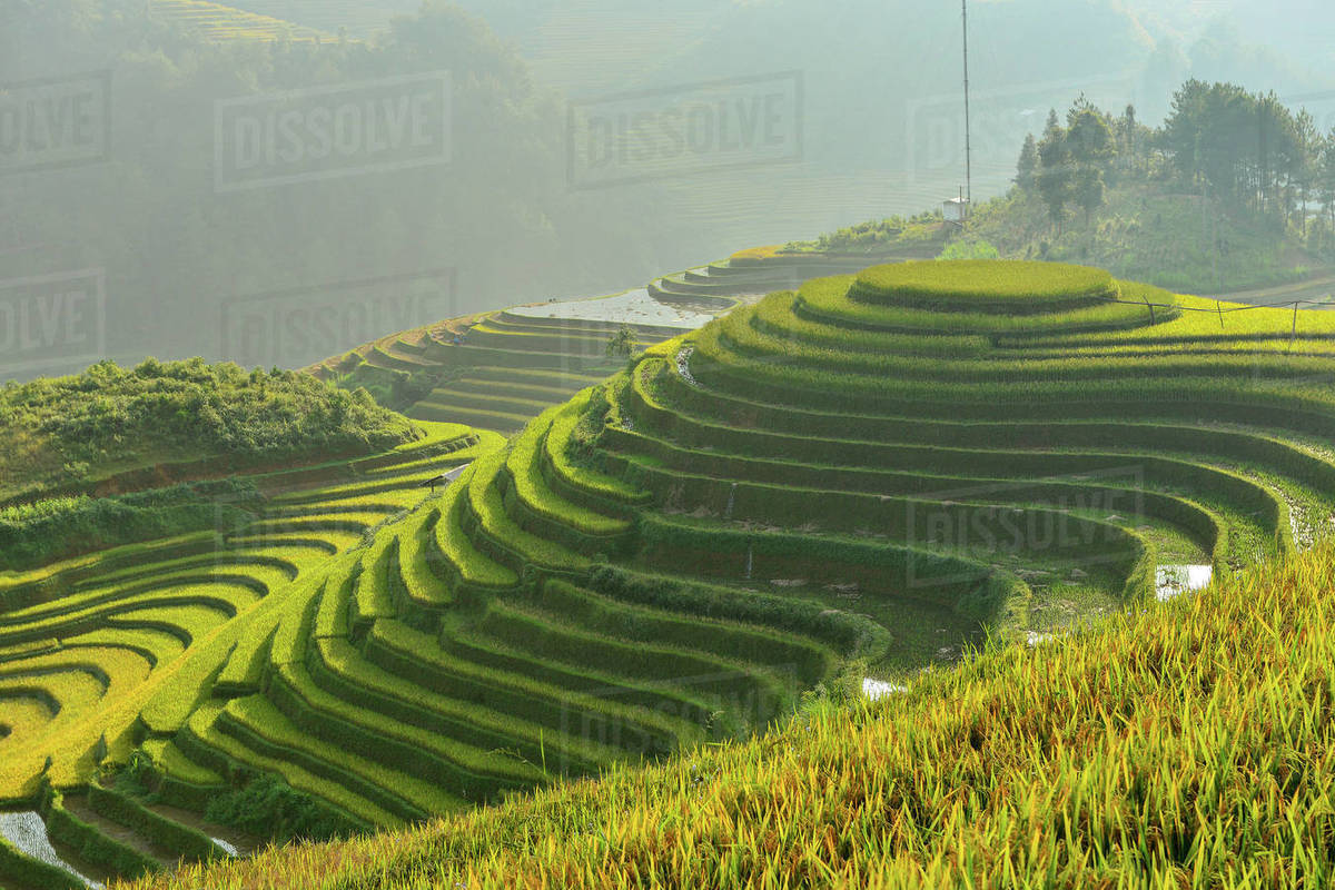 Terraced rice field, Mu Chang Chai, Vietnam - Royalty-free Stock Photo ...