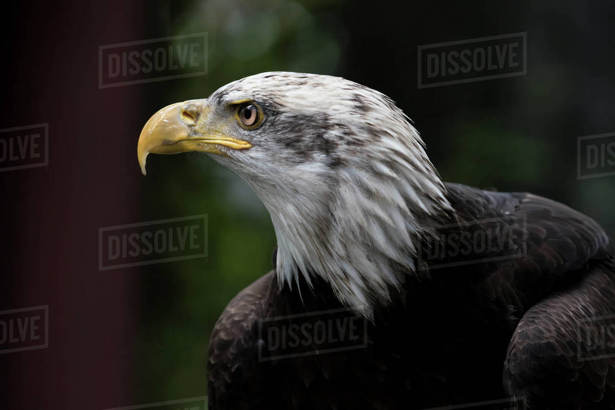 Profile of a bald eagle, British Columbia, Canada - Royalty-free Stock ...