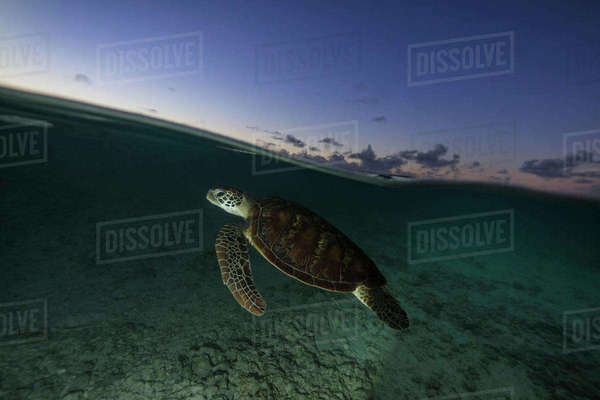 Green sea turtle swimming over coral reef, Lady Elliot Island ...