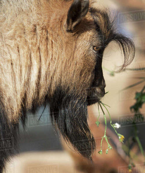 Portrait of a goat, Malta - Royalty-free Stock Photo | Dissolve