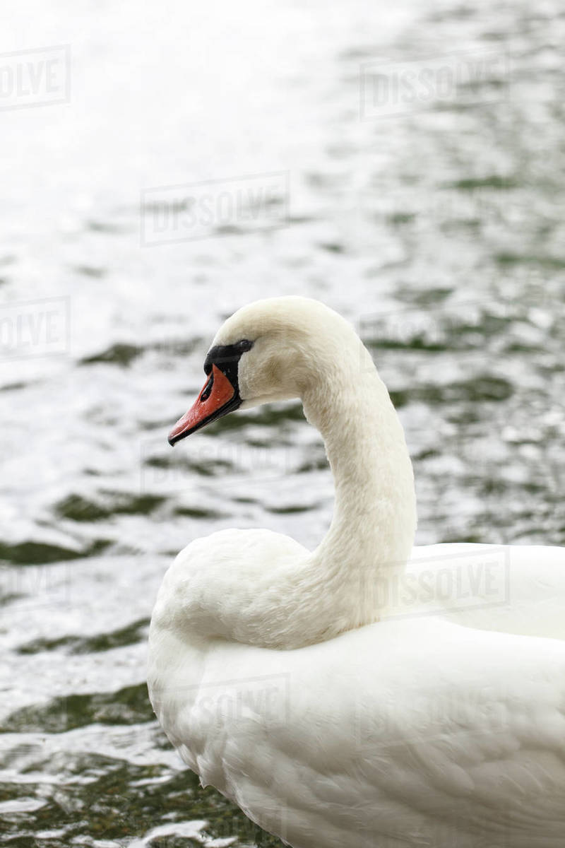 Portrait of a swan - Royalty-free Stock Photo | Dissolve