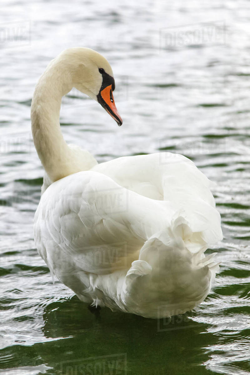 Portrait of a swan - Royalty-free Stock Photo | Dissolve
