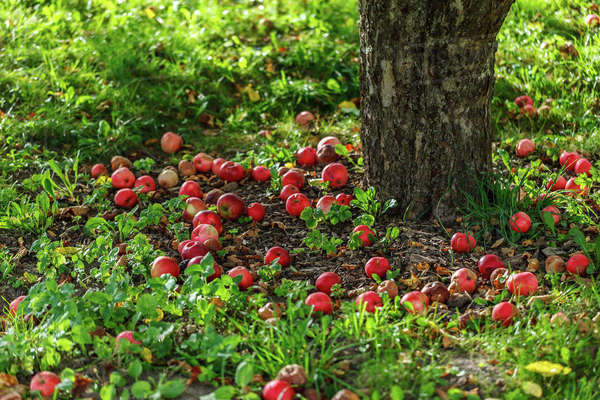 Ripe apples under a tree, Stockholm, Sweden - Royalty-free Stock Photo ...