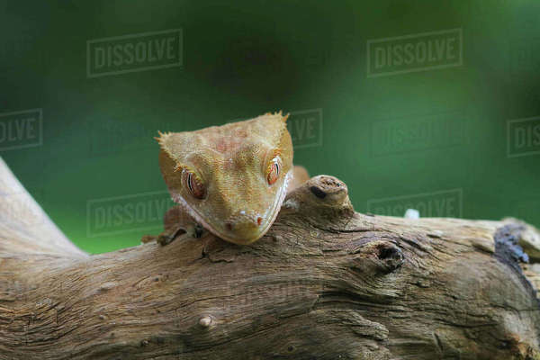 Crested gecko looking over the edge of a branch - Stock Photo - Dissolve
