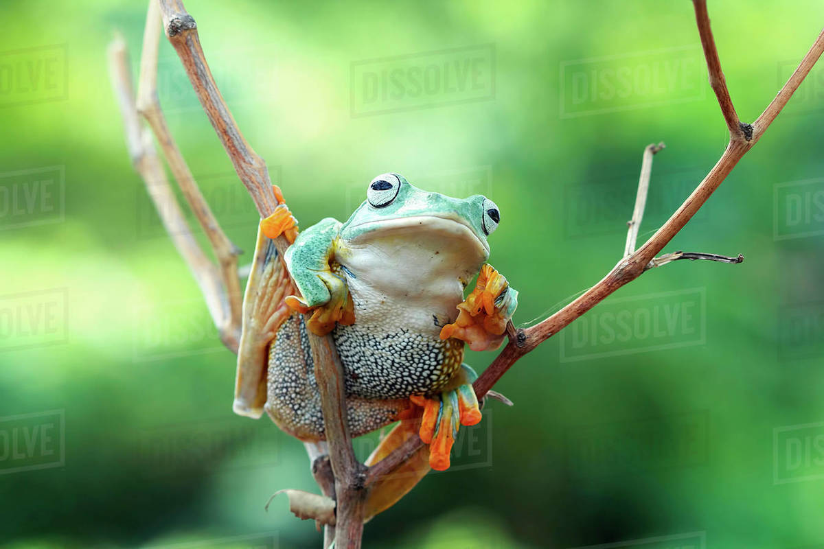 Flying frog on branch, Indonesia - Royalty-free Stock Photo | Dissolve