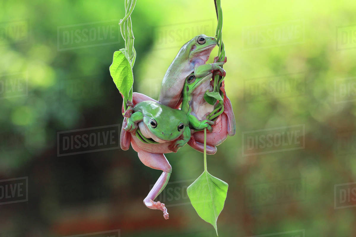 Three Dumpy frogs on a plant, Indonesia - Royalty-free Stock Photo ...